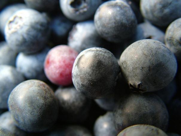 Khasiat dan Keajaiban Acai Berry ~ SURIA AMANDA