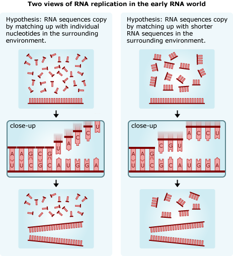 The Vinod Wadhawan Blog: 54. The RNA-World Model for the Origin of Life