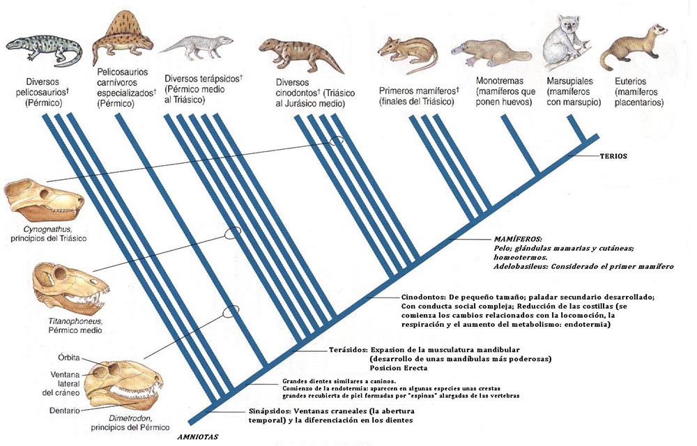 Mundo Pré-Histórico: Sinápsidos (Synapsida)