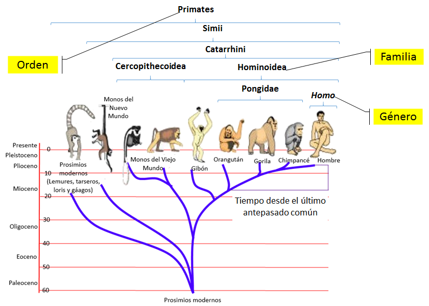 B.log.ia 2.0: Taxonomía: la ciencia de clasificar B.log.ia 2.0: Taxonomía: la ciencia de clasificar