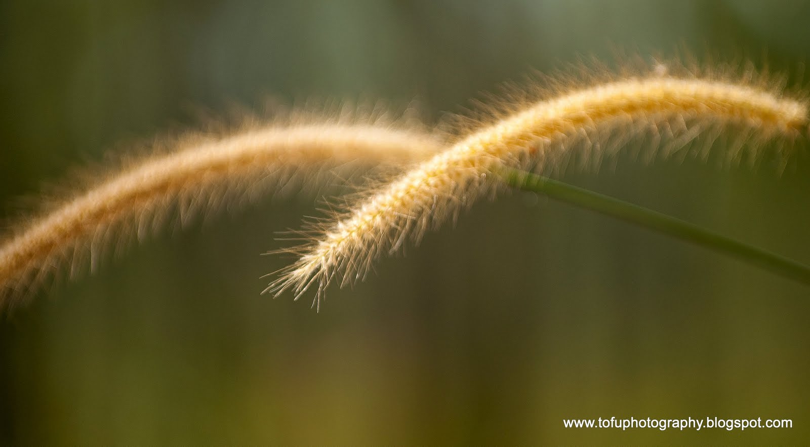 Tofu Photography: Artistic grass