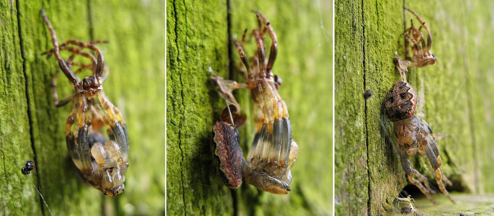 Ecdysis: When Growing Up is More than Skin Deep | The Ark In Space