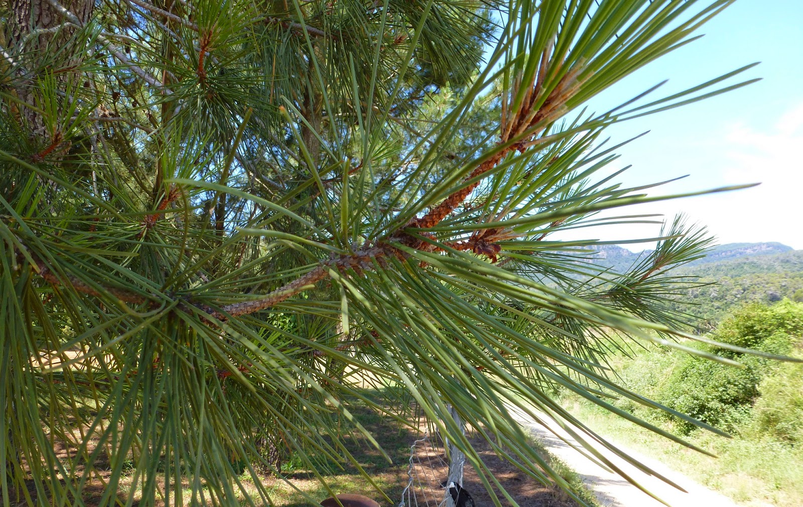Árboles con alma: Pino rodeno. Pino marítimo. Pinastre. (Pinus pinaster)