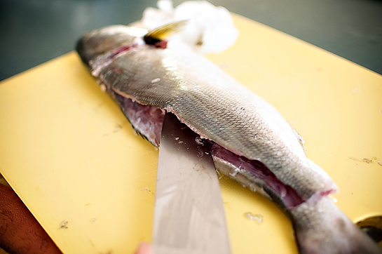 Feeding Andy: How to Fillet a Roundfish
