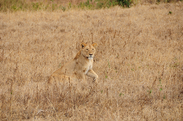 Zanimiva Dejstva o Velikih 5 - Levi