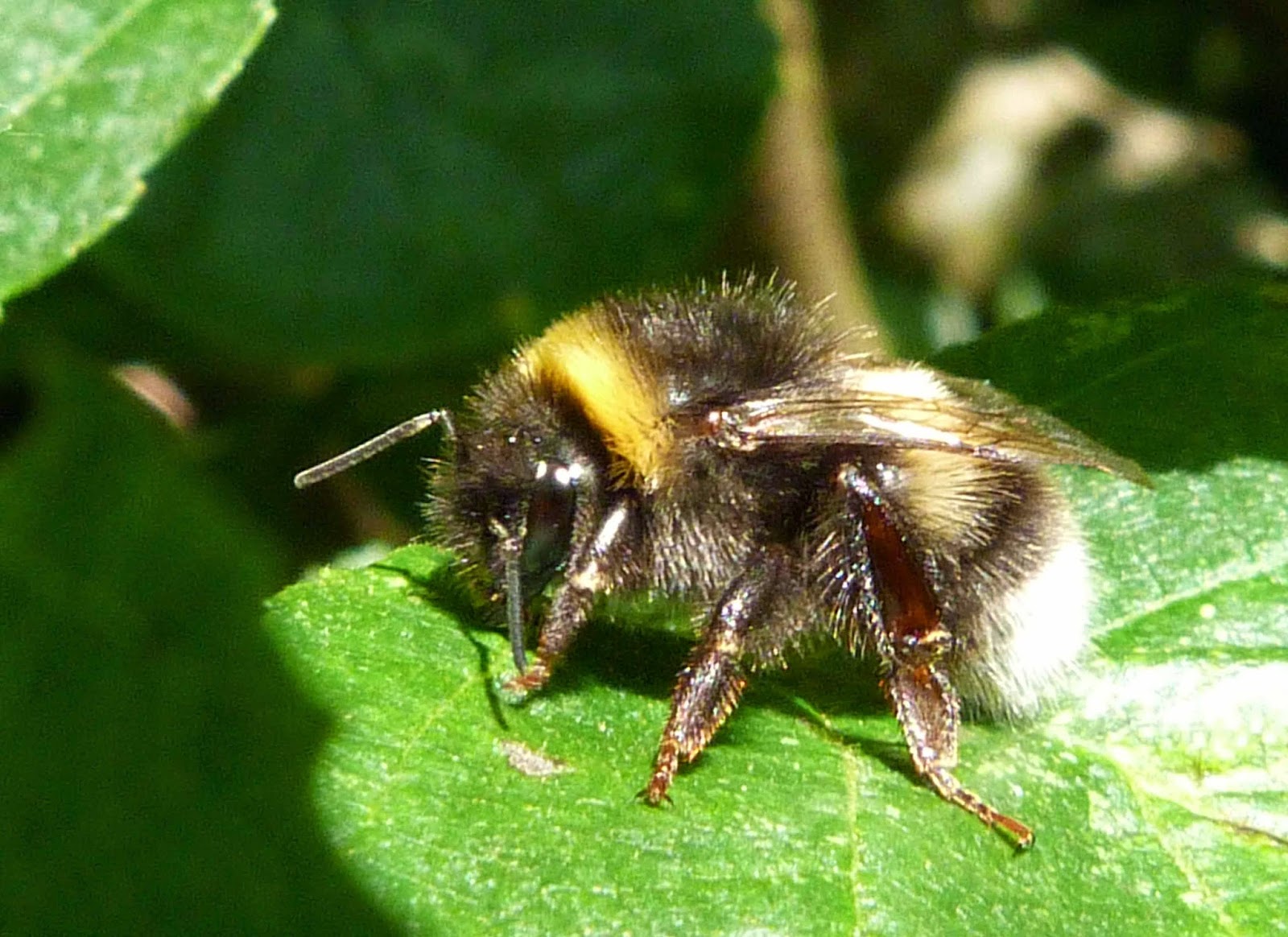 Insects of Scotland: Bees/Wasps/Ichneumons/Sawflies/Ants