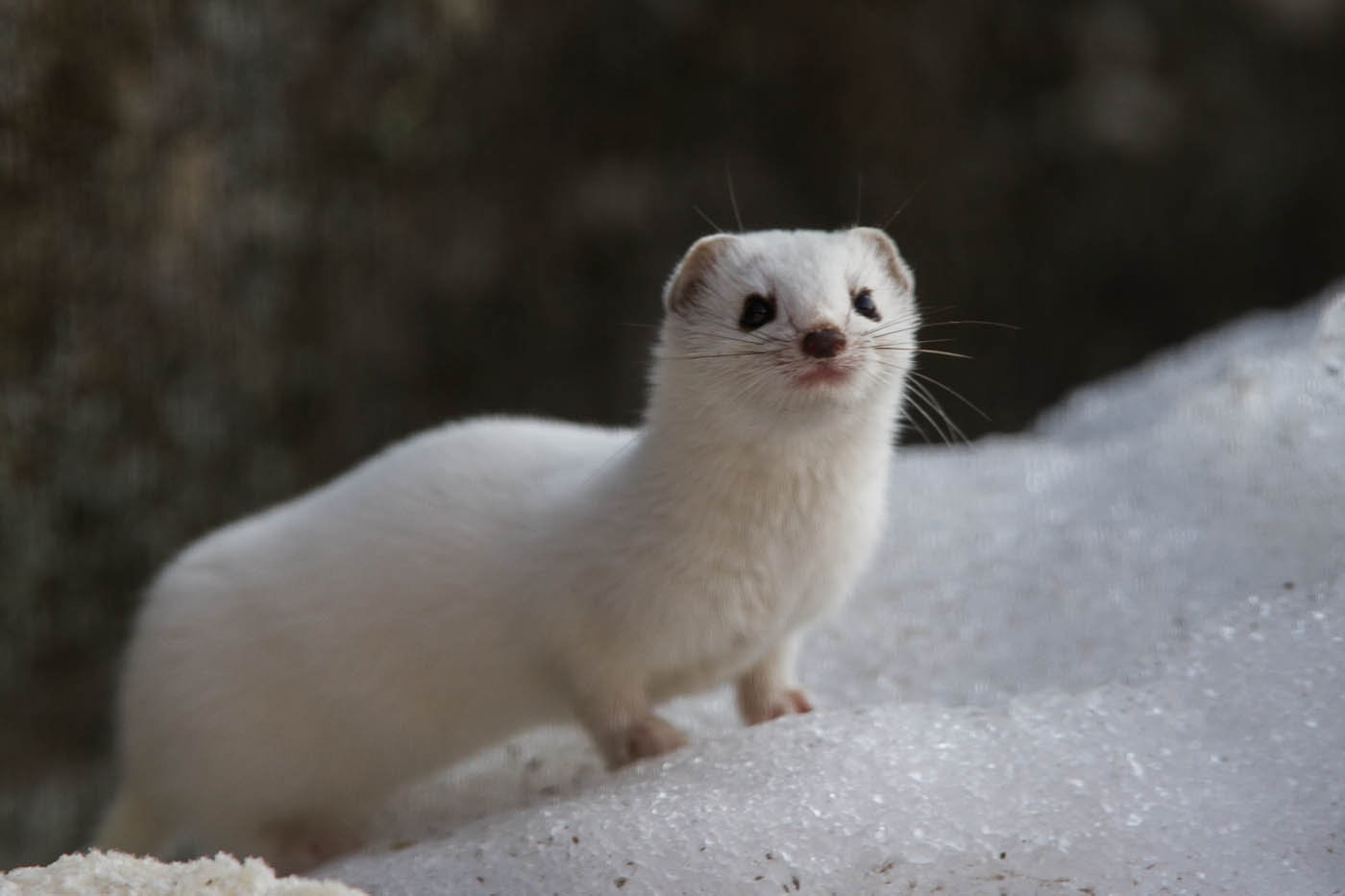 Janin luontokuvia: 18.3.2012 Kevätmuuttoa