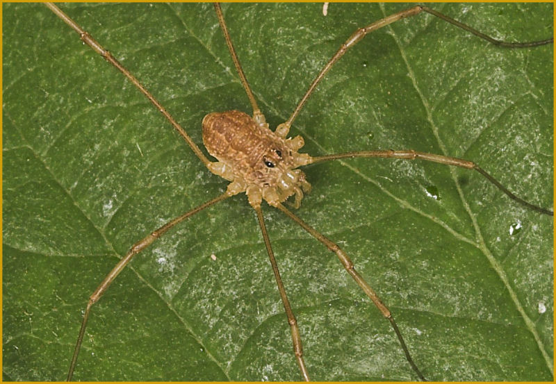 MONTS CORNWALL/KERNOW: TEHIDY WOODS & BISSOE NR