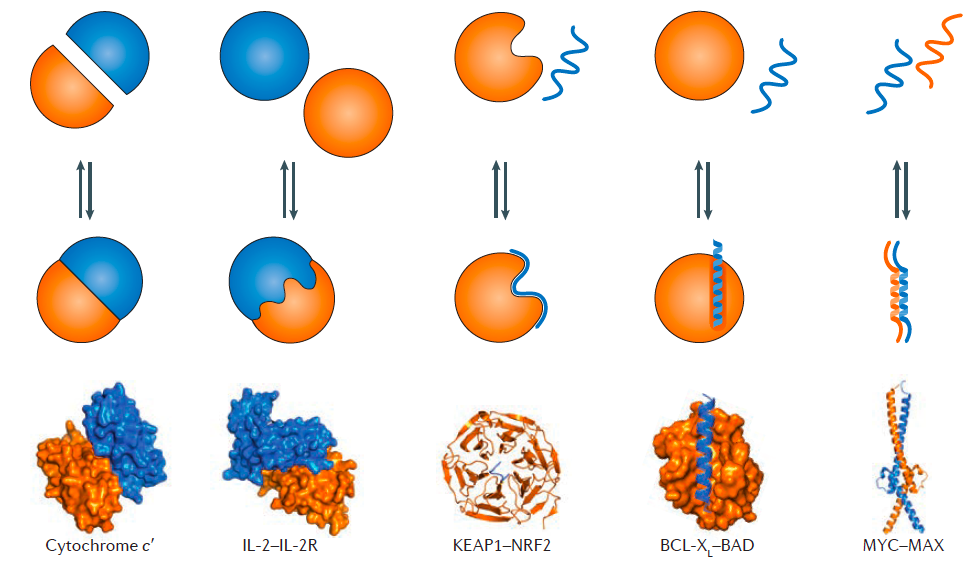 The Curious Wavefunction: Protein-protein interactions: Can't live ...