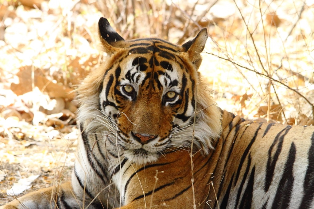 Indian Tiger Diaries: Ustad T24 – The Fallen King (Ranthambore National ...
