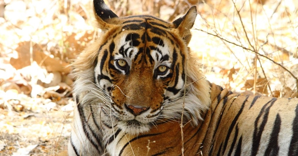 Indian Tiger Diaries: Ustad T24 – The Fallen King (Ranthambore National ...