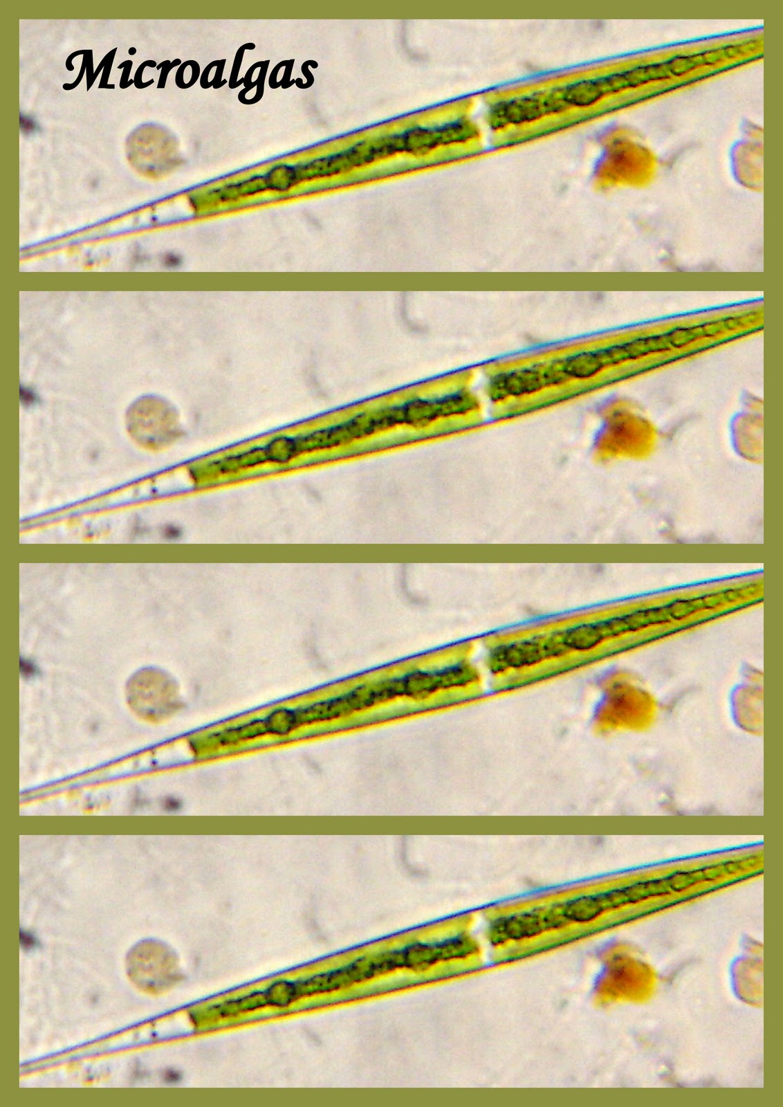 Cultivo de Microalgas em Fotobiorreatores