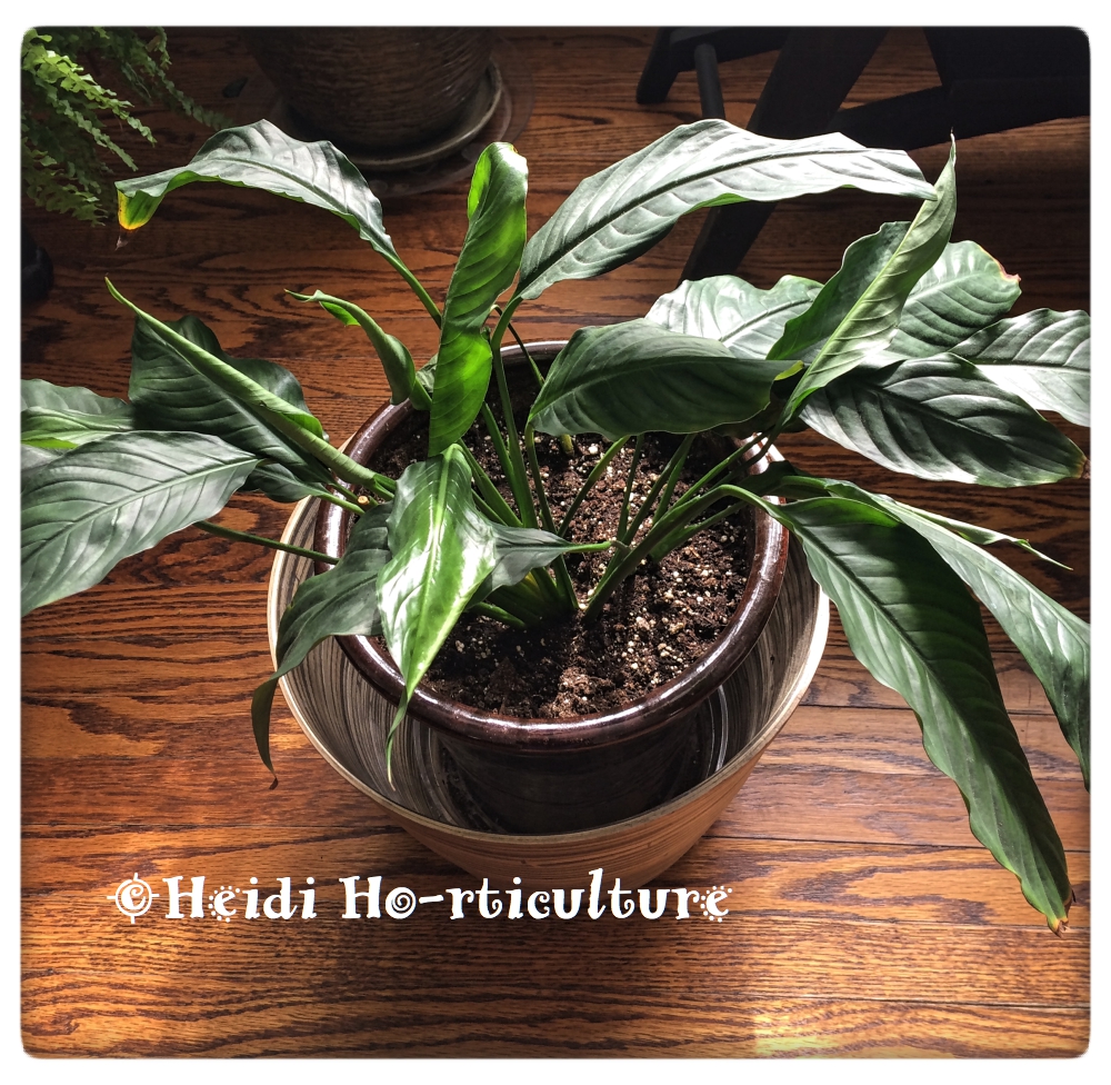 Heidi Horticulture: Repotting Peace Lily House Plant