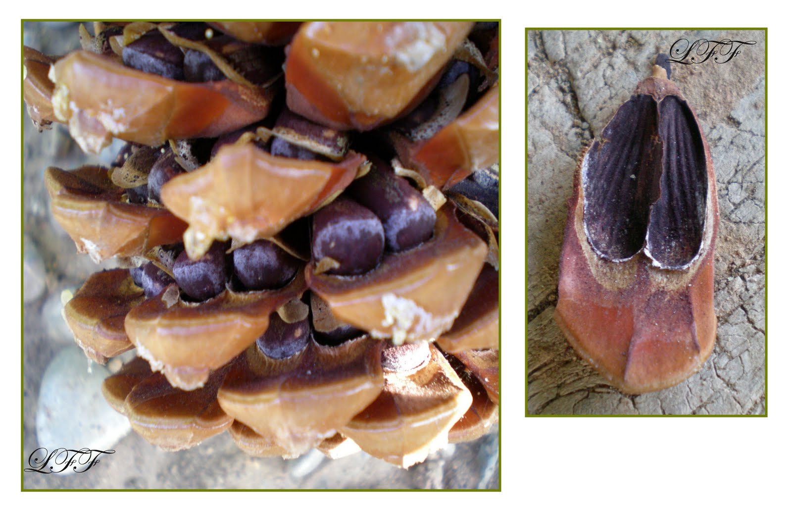 Pensando Jardines: Pinus pinea