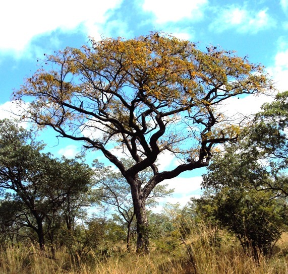 Thabiso: A most beautifully formed and fully grown Kiaat (Pterocarpus ...