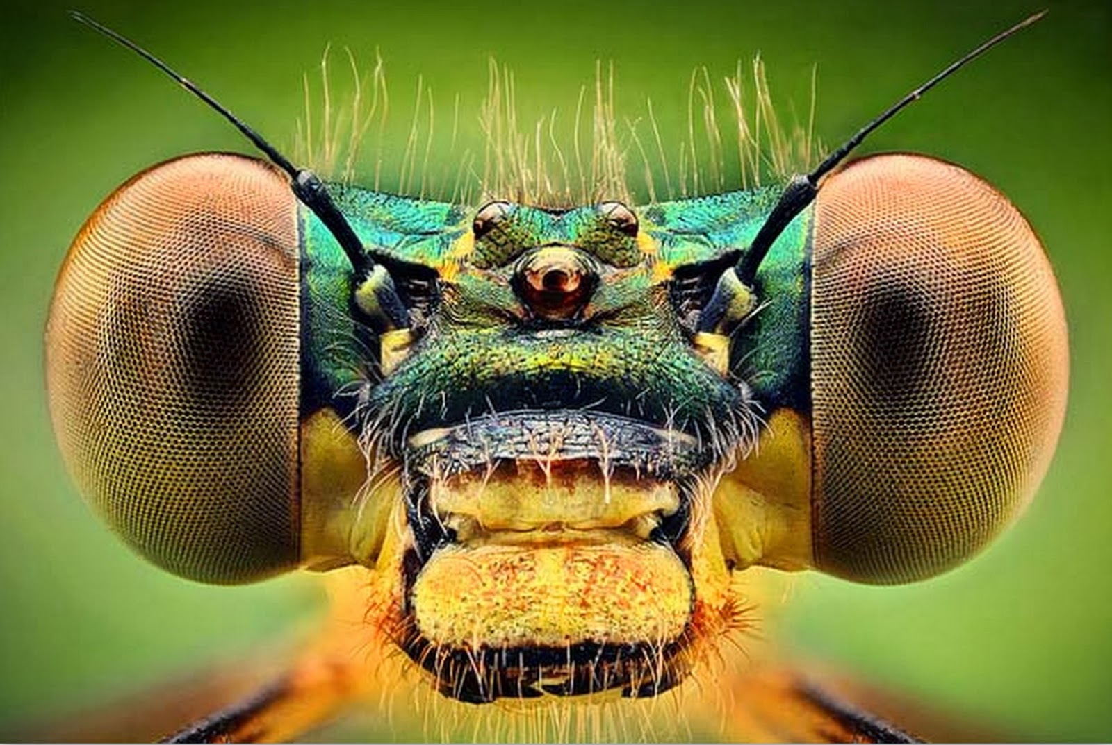 Arte y Actividad Cultural: Galeria del Insecto en Alta Definición ...