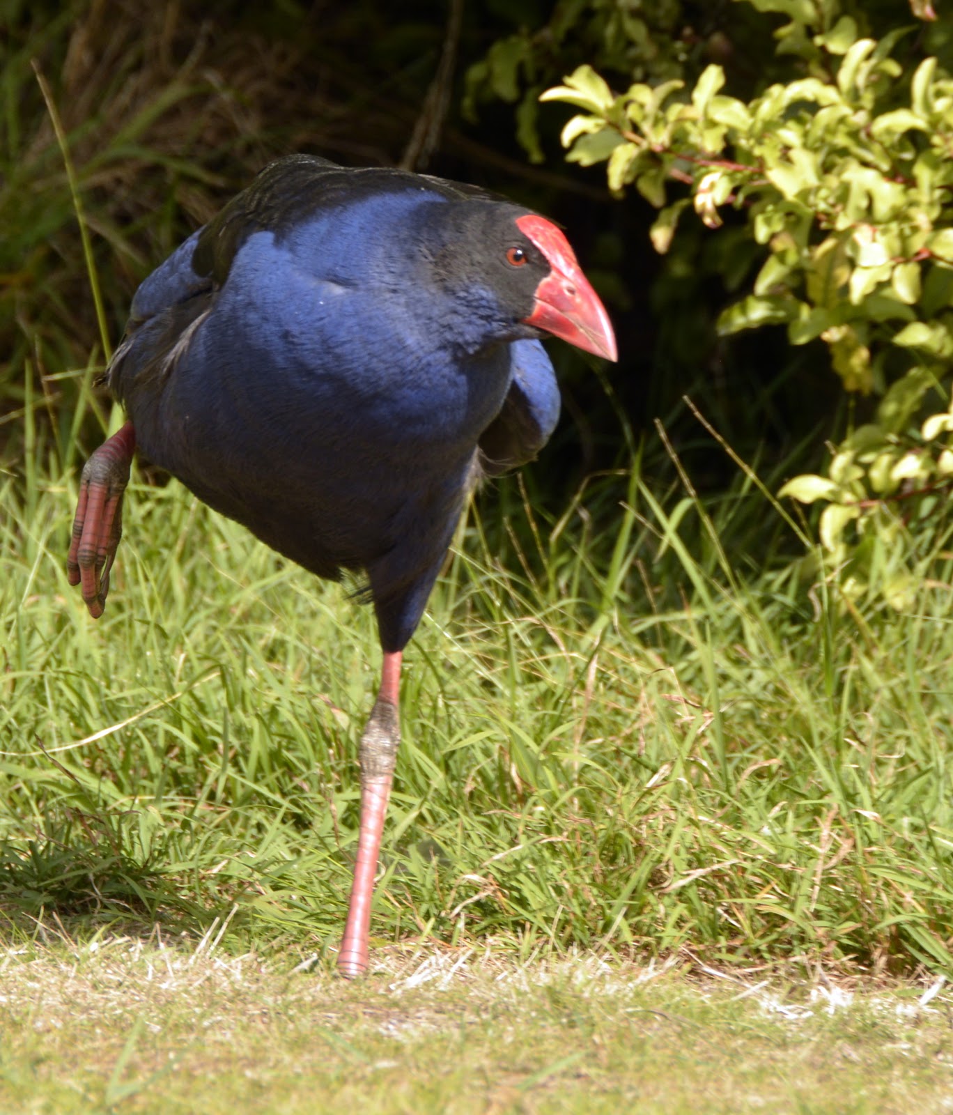 Pukeko
