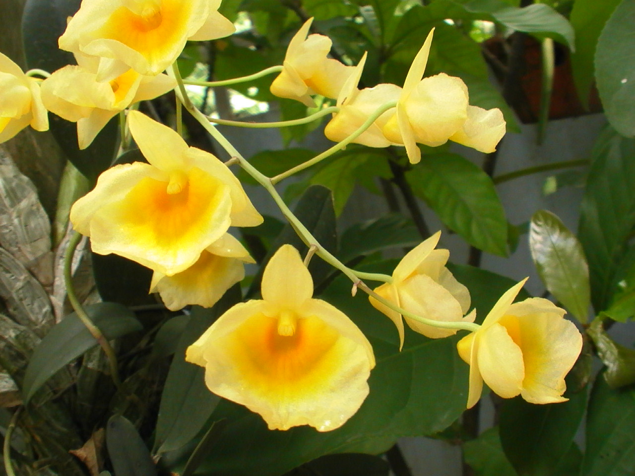 Giao lưu và học hỏi: Vẩy rồng