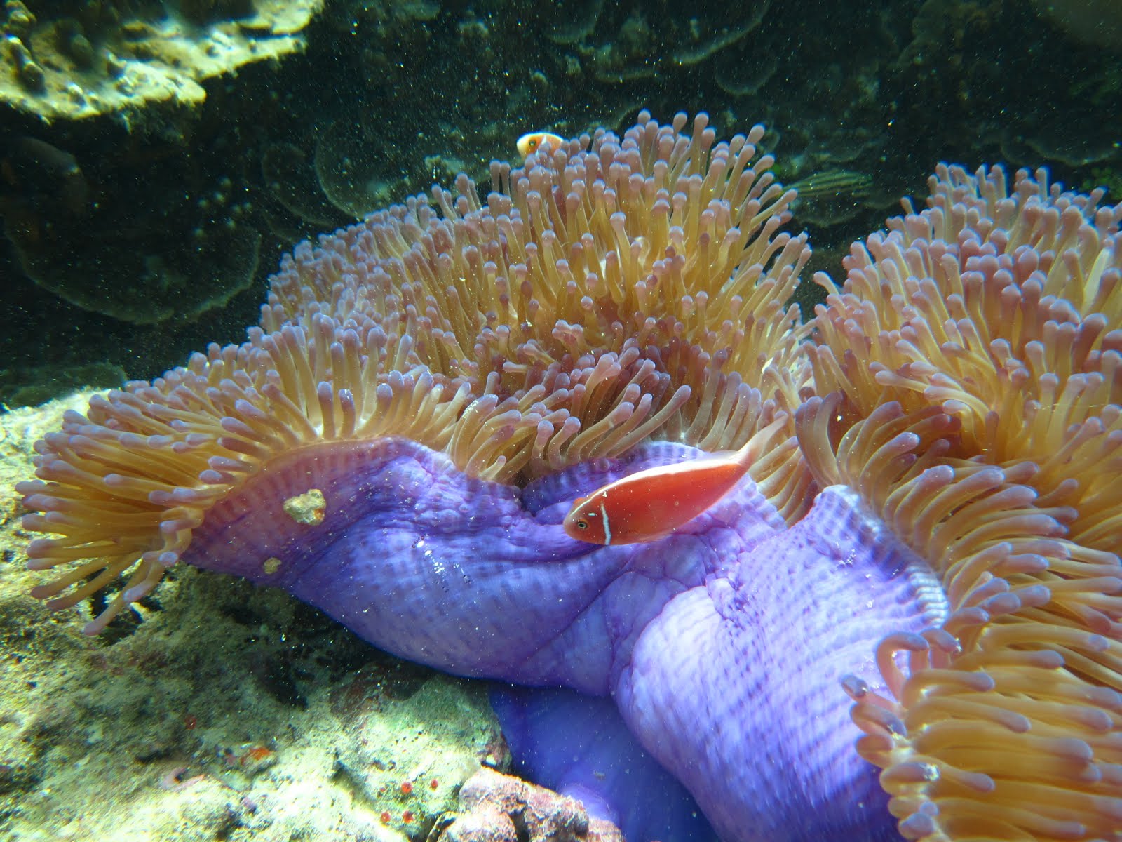 The Great Barrier Reef | FROM CINCY TO SYDNEY