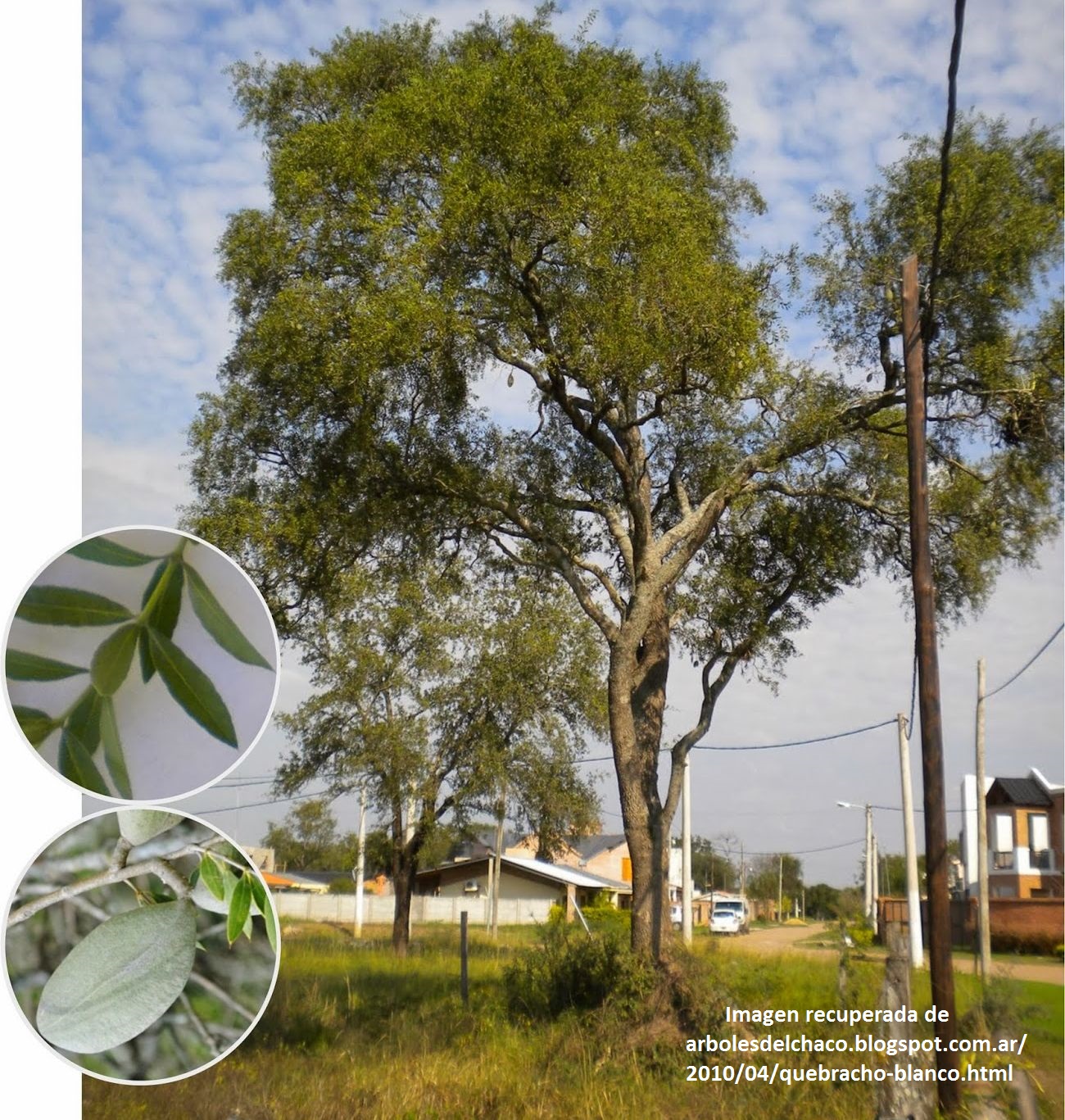 Tipos de Quebracho / Producciones Escolares Radio y Tv Chaco