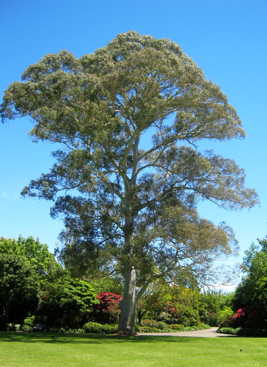 LOOKING IN THE SQUARE