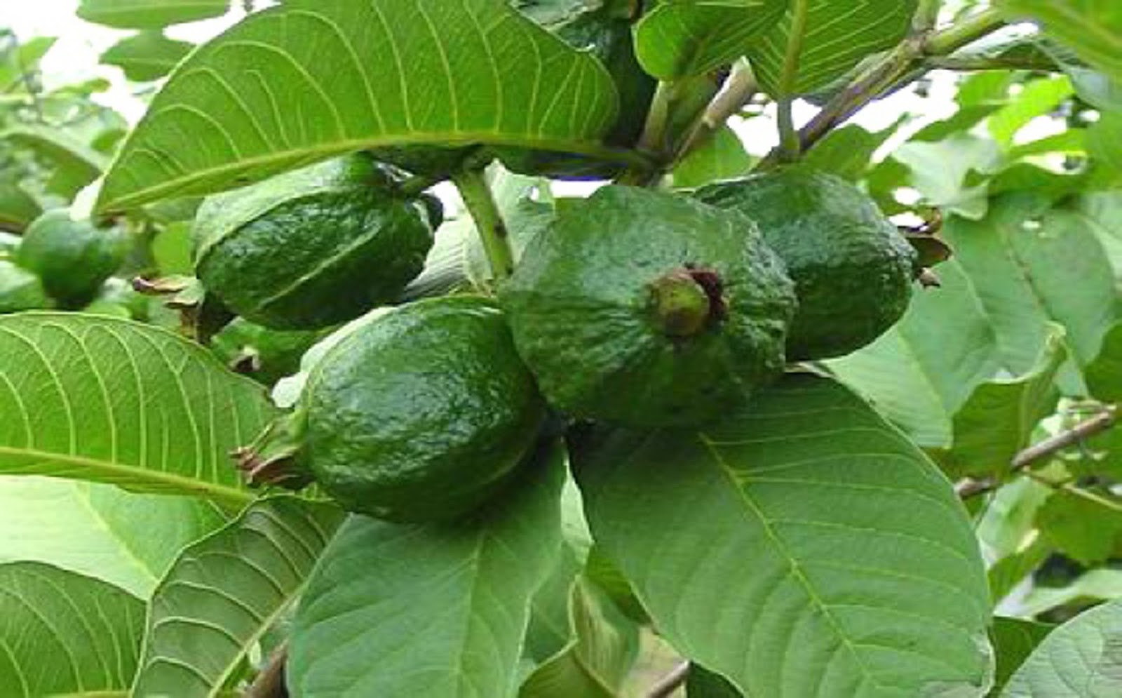 17 Amazing Benefits Of Guava Leaves For Skin Hair And Health The 17 Amazing Benefits Of Guava Leaves For Skin Hair And Health The