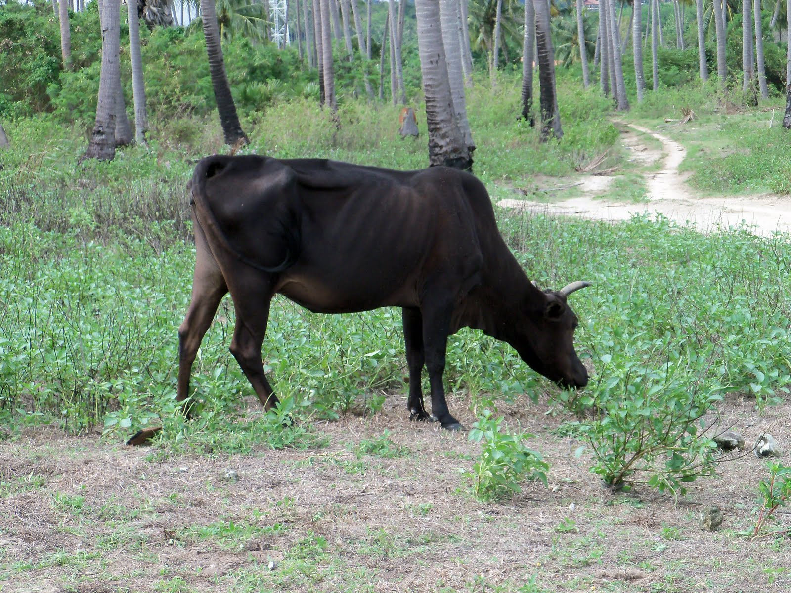 TOKETIE - Sails Away!: Humpback cow