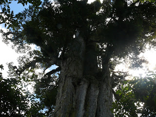 an extension to Grrr's mind...: Pouakani - the biggest Totara tree