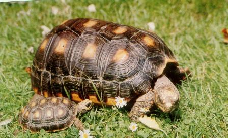 Kleinmann's tortoise | The Life of Animals