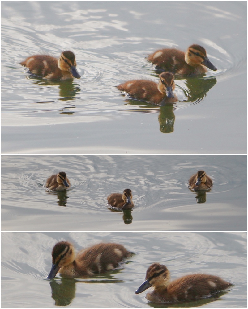 Perjantain lintukuvat