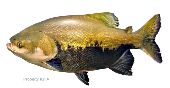 Tambaqui entra em defeso até 2015 - Em Destaque