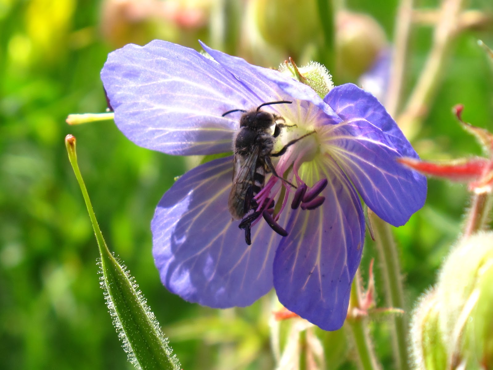 BugBlog: Sharp-tail bees
