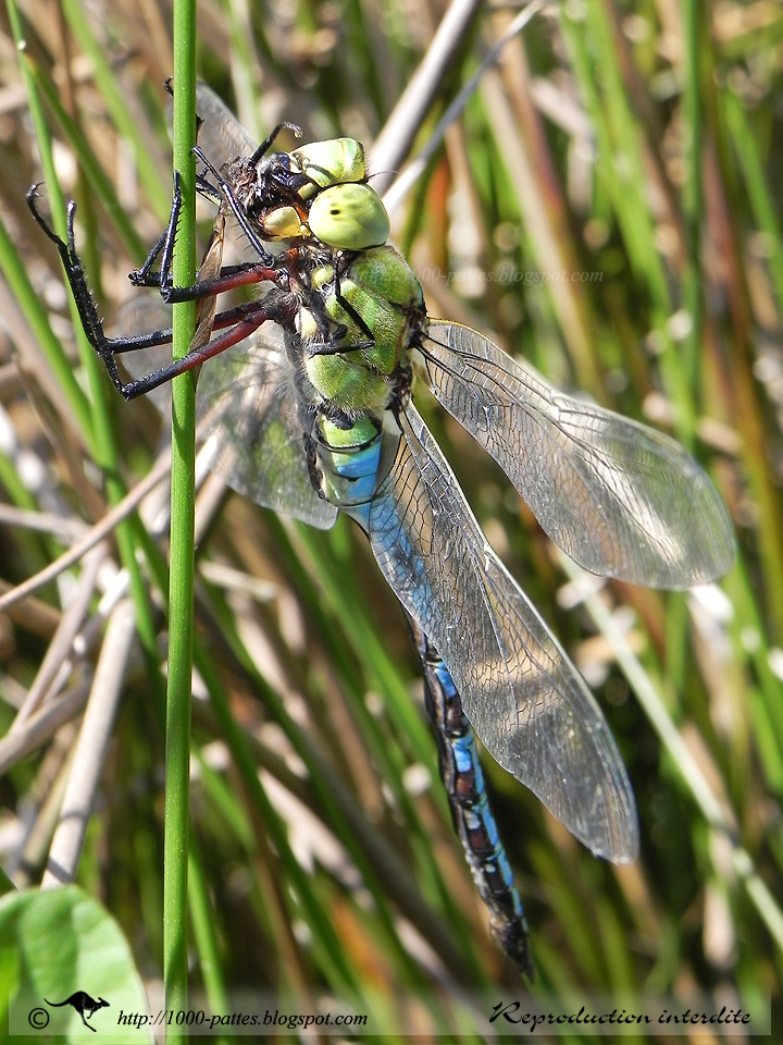 WILDLIFE GATEWAY: Zoom sur l'Anax empereur