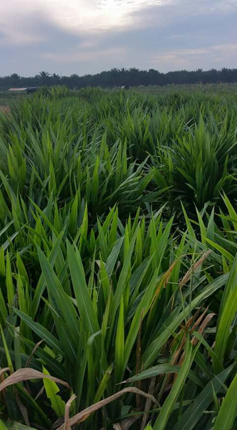 Suresh Devaraj Goat Farm: Small Napier or Dwarf Napier