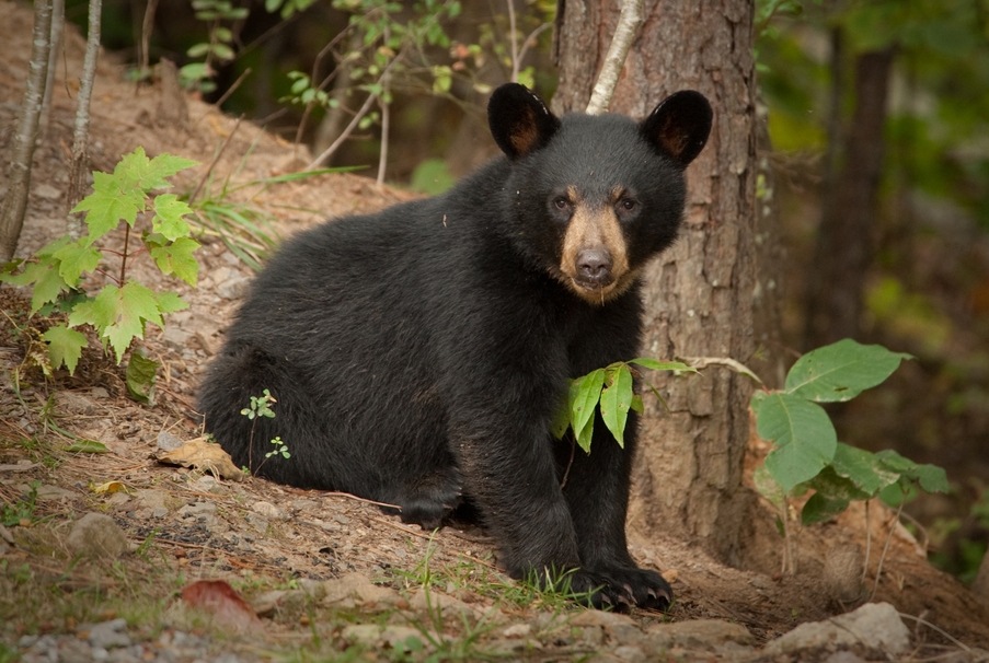 All About Animal Wildlife: Black Bear Facts and Images 2012