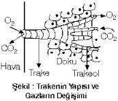SOLUNUM SİSTEMİ: TEORİK BİLGİ
