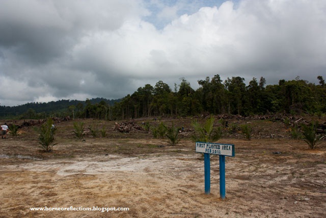Borneo Reflections: A Round Trip to Tongod and Nabawan