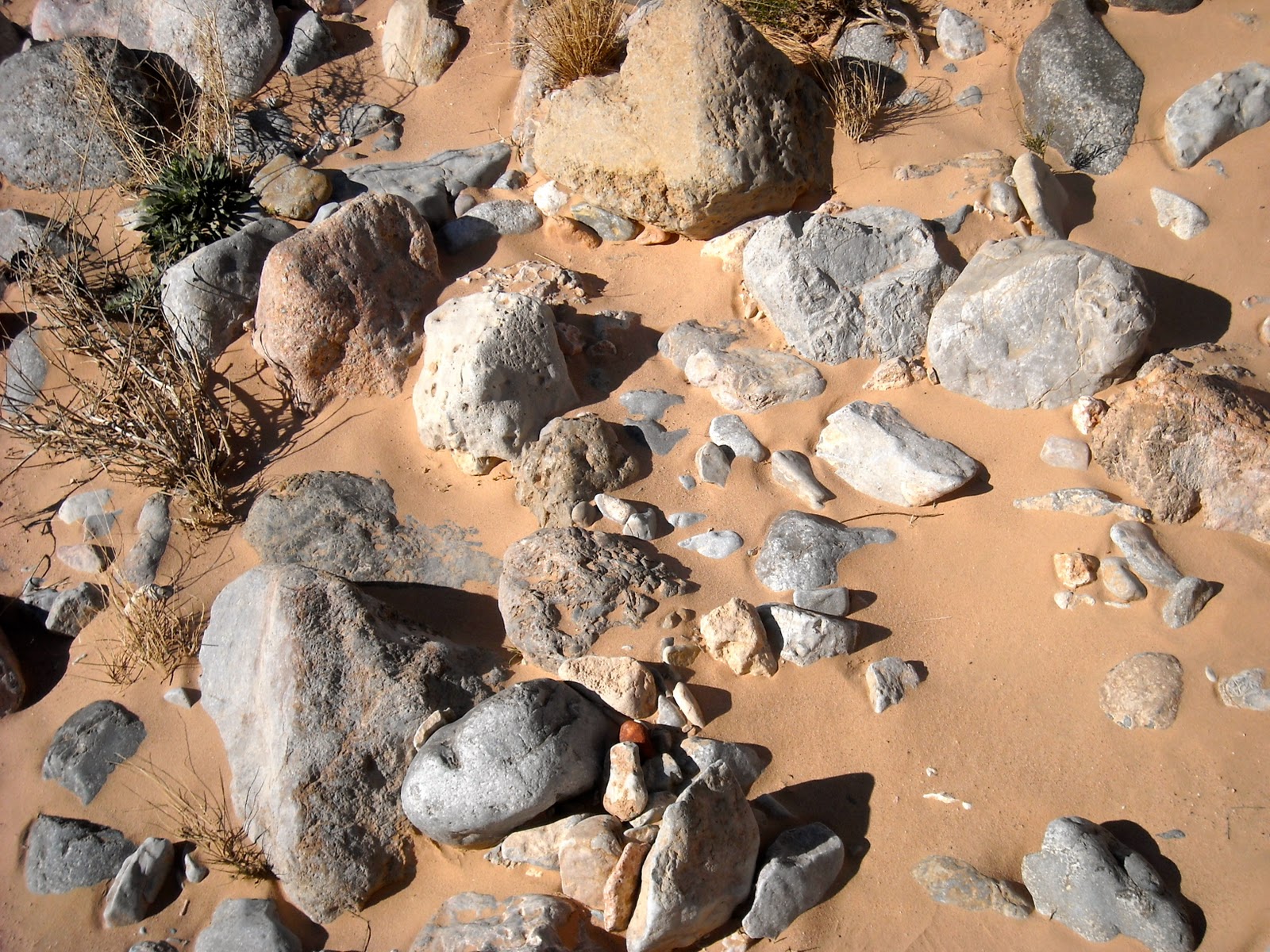 Chris's Nevada wilderness Corner: The diverse plant flora of the Nevada ...