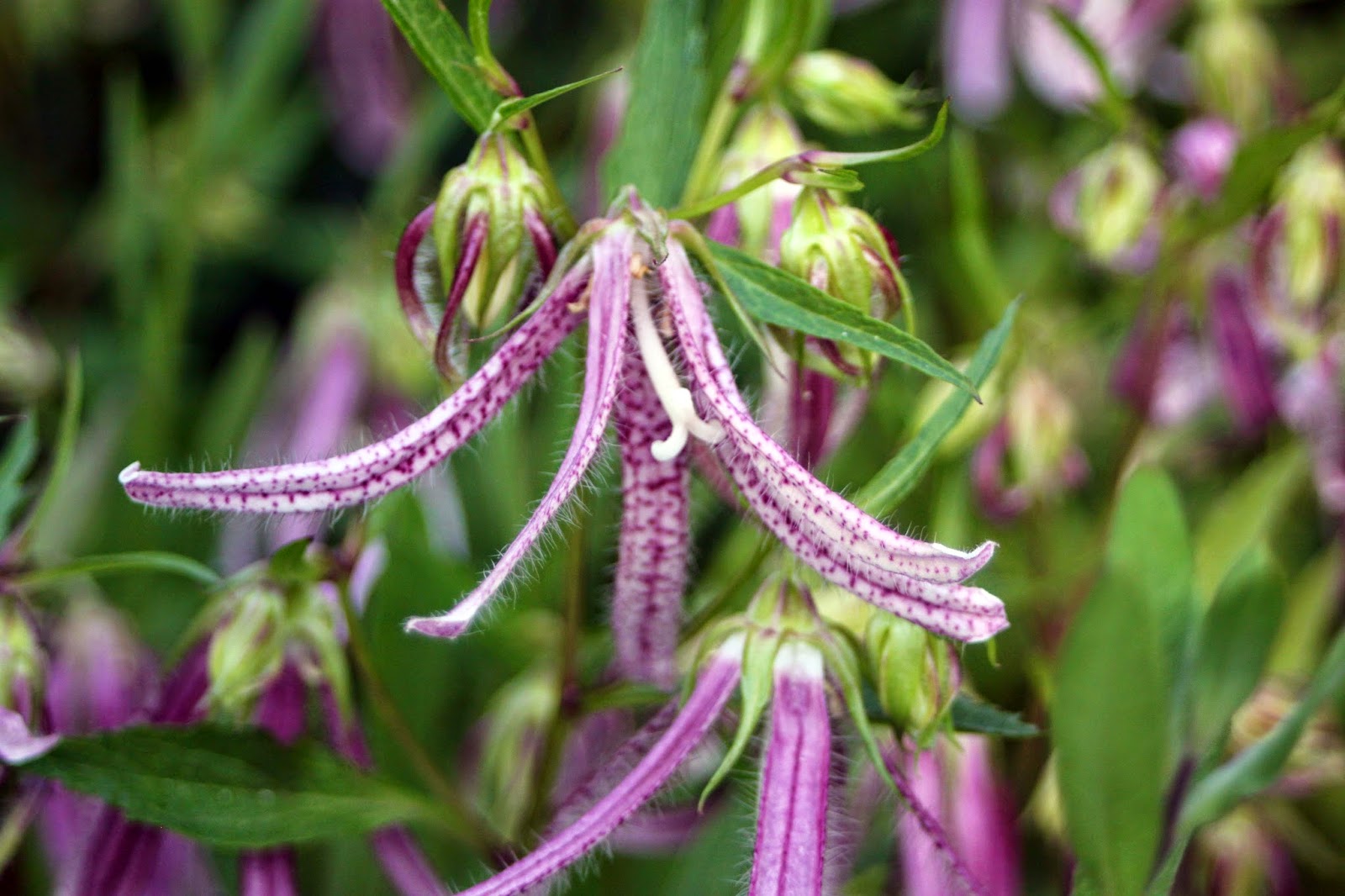 Garden on the Edge: Favorite plant in the garden this week - Campanula ...