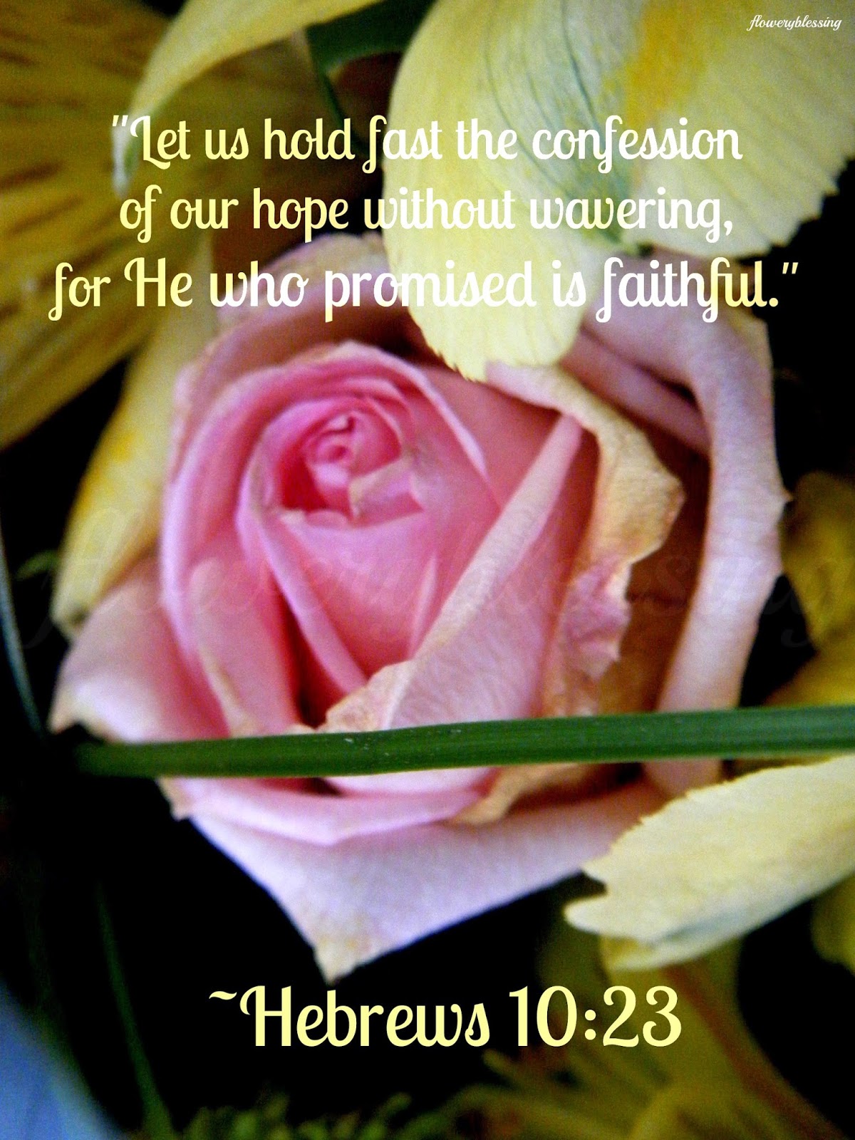 Flowery Blessing: "Let us hold fast the confession of our hope without ...