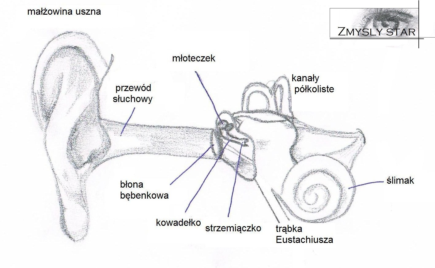ZMYSŁY CZŁOWIEKA: SŁUCH