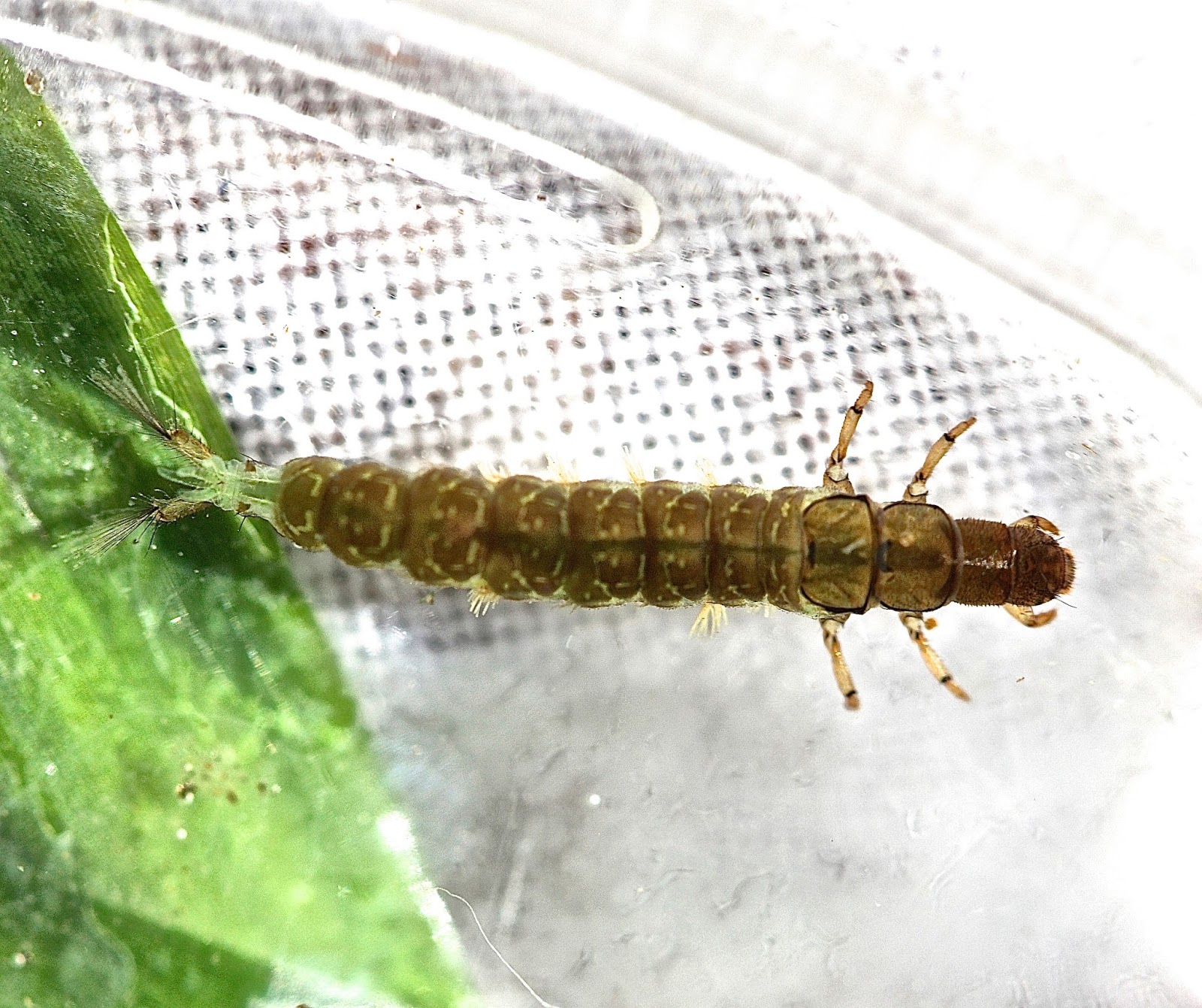 Aquatic Insects of Central Virginia: Very strange things in the water ...