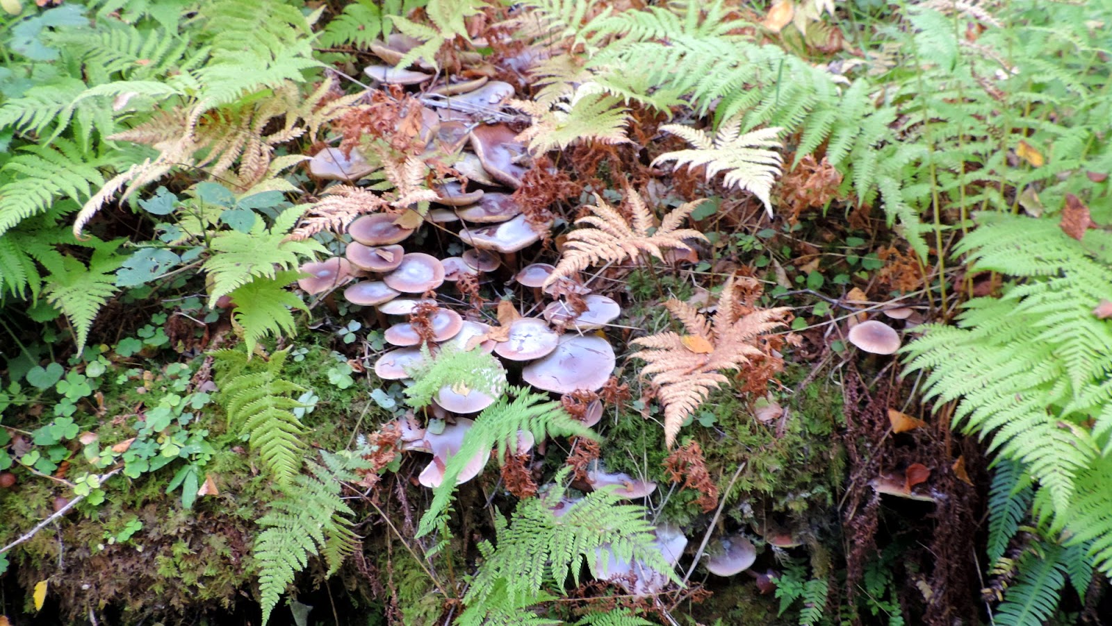 The Glebe Blog: Fungi September 2014