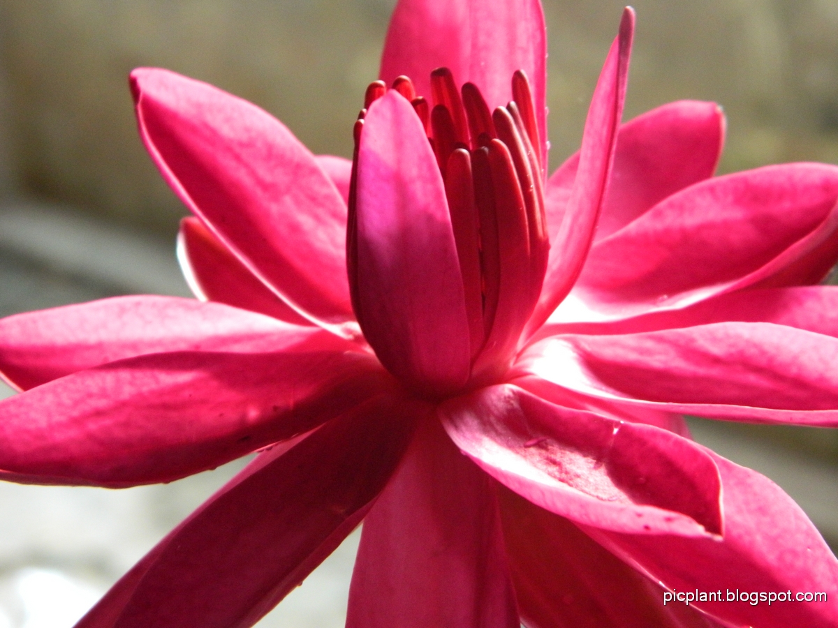 Water Lilly - కలువ పువ్వు | PicsVillage