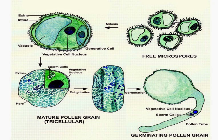 Mikrosporogenesis Dan Mikrogametogenesis Pada Angiosperma - JURNAL KU
