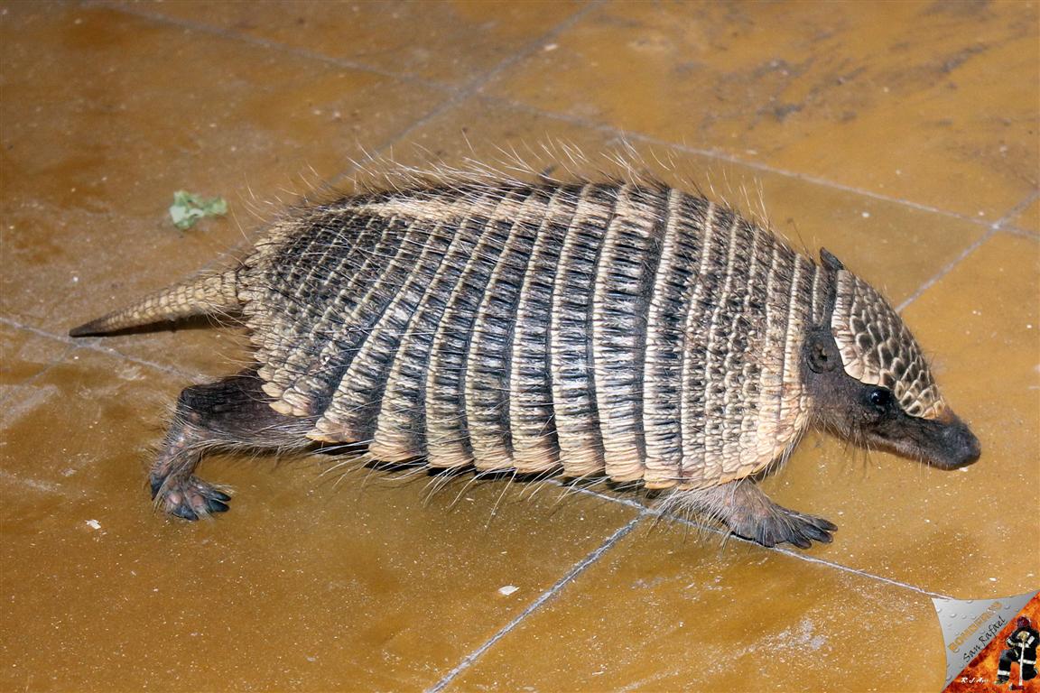 El piche es un tipo de mamífero de la familia de los armadillos ...