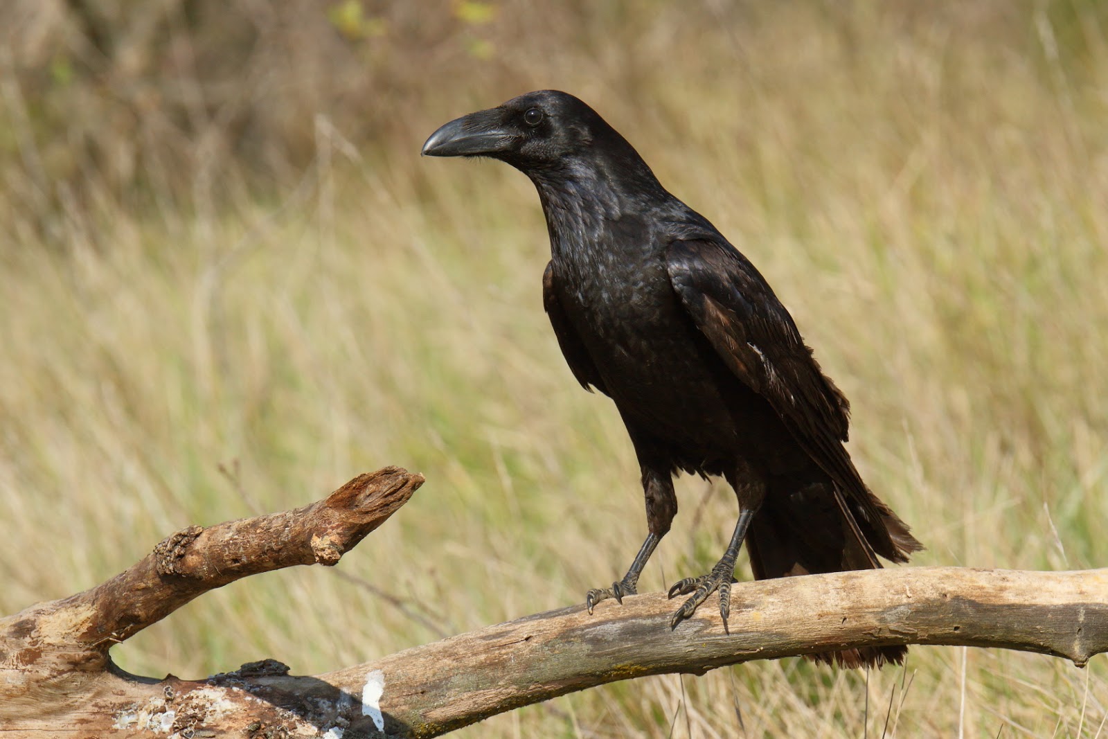 FOTOGRAFÍA DE FAUNA: CORVIDOS