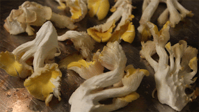 The 99 Cent Chef: Mushrooms Sauteed in Coconut Oil - Vegan Video Recipe