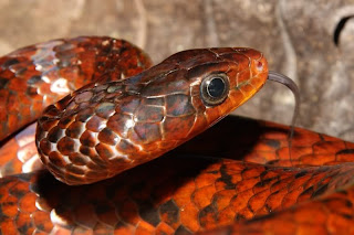 THE ANIMAL for JUST: Red Racer Snake