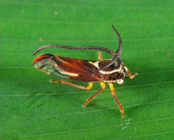 Treehopper – The Ugliest Insect In The World ~ Funz Lol World